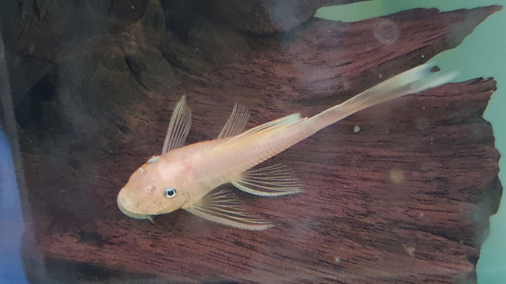 FishList by DesmondLim Teck Whye - L144 blue eye longfin