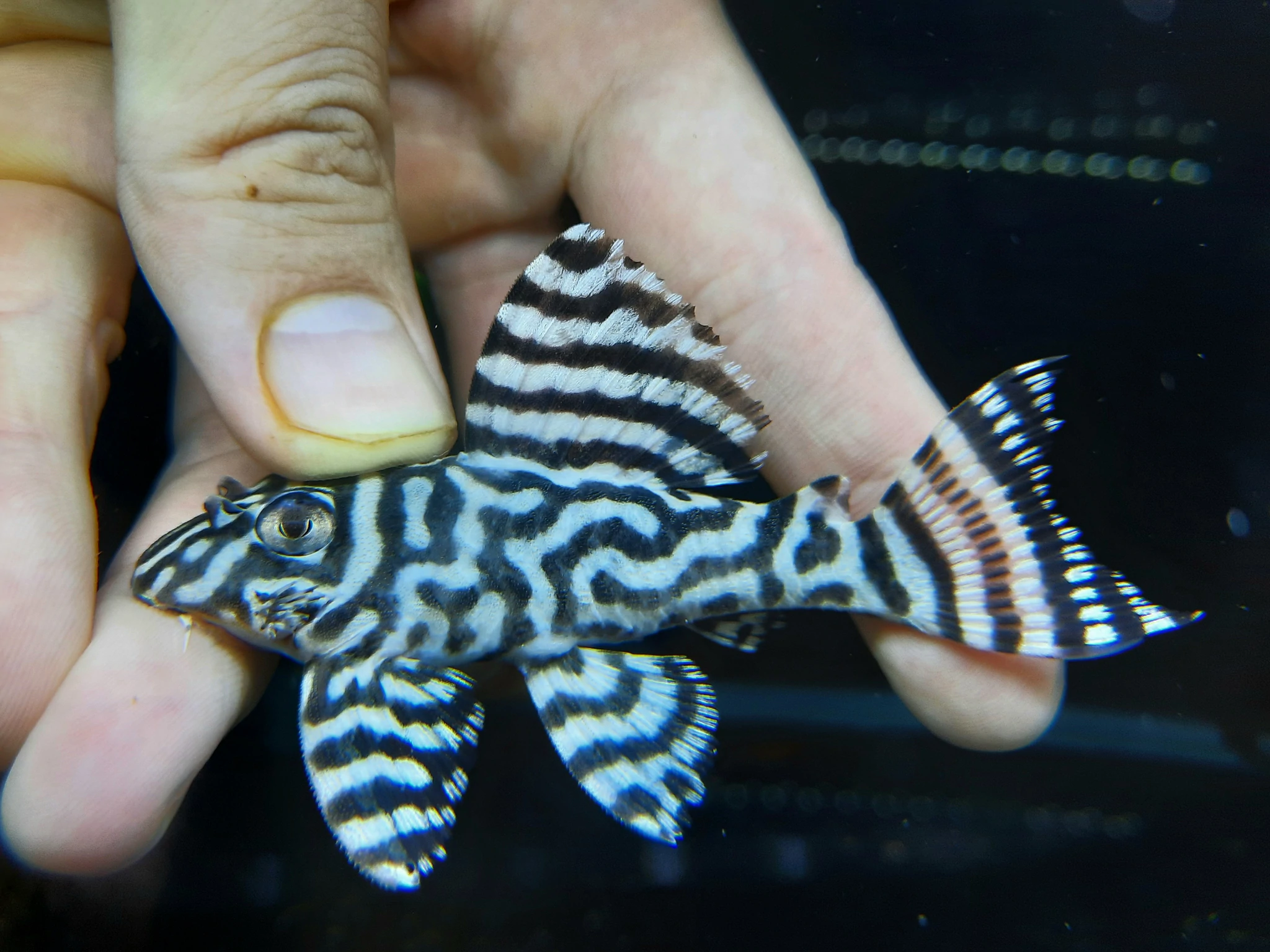 FishList by DesmondLim Teck Whye - Pleco L333 8.5cm