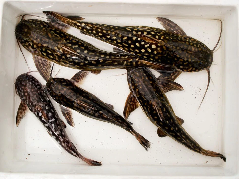 Iwarna Aquarium Pasir Ris Changi - W.Maculata CatFish (RARE) (Pre-order)
