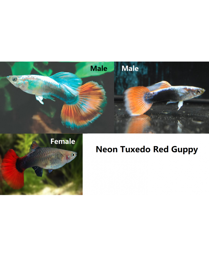 Buy Neon Tuxedo Red Guppy, Fish & Livestock Online in Singapore