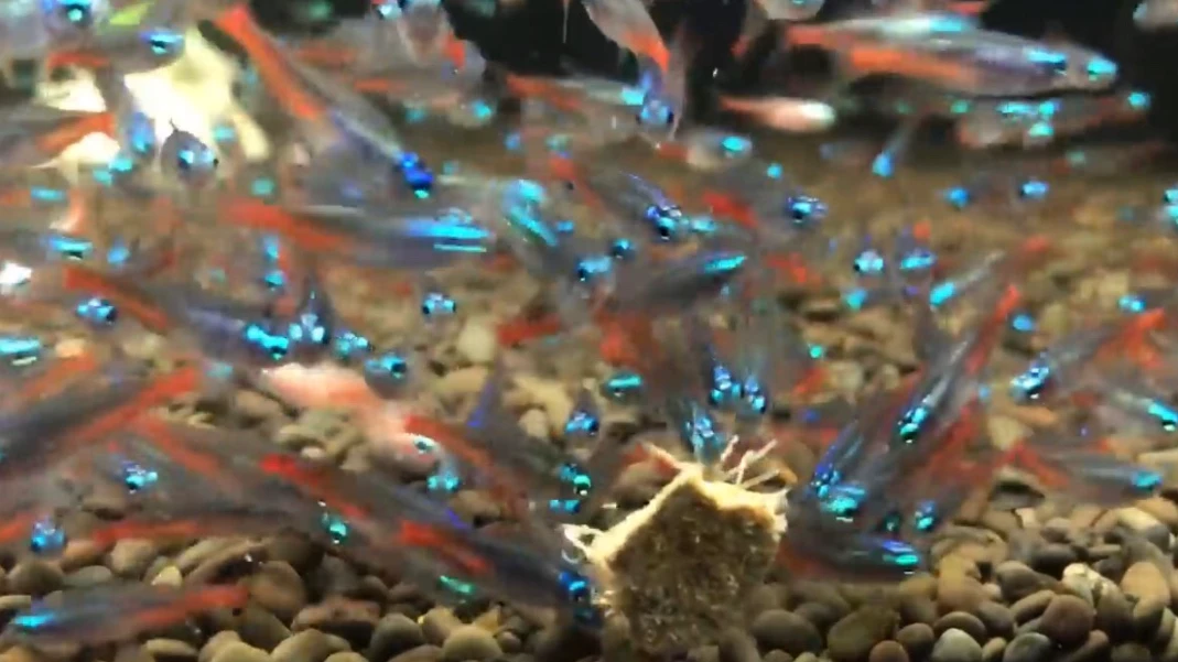 AngelHub Aquatics Boon Keng - Diamond Head Neon Tetra