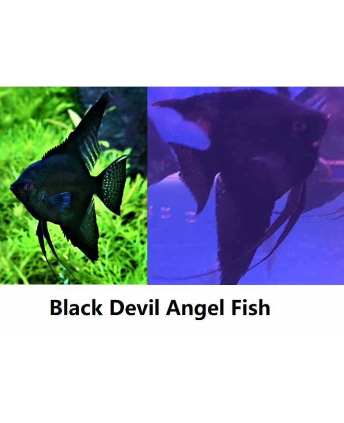 Black Devil Fish