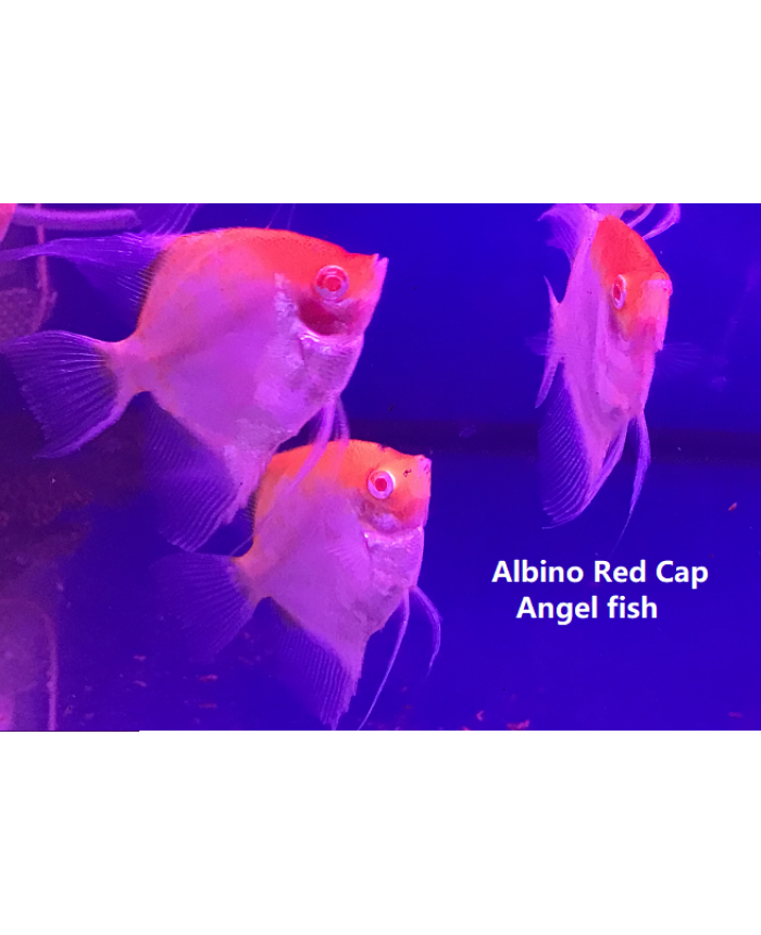 OTF Aquarium Pasir Ris - Albino Red Cap Angel Fish