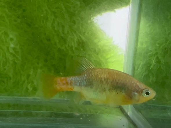 The Fish House Yishun Chenchuru - Redtail Goodeid (1 pair)