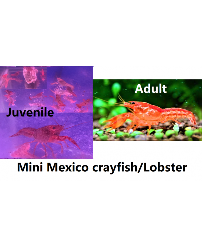 OTF Aquarium Pasir Ris - Exotic - Mini Mexico crayfish/Lobster