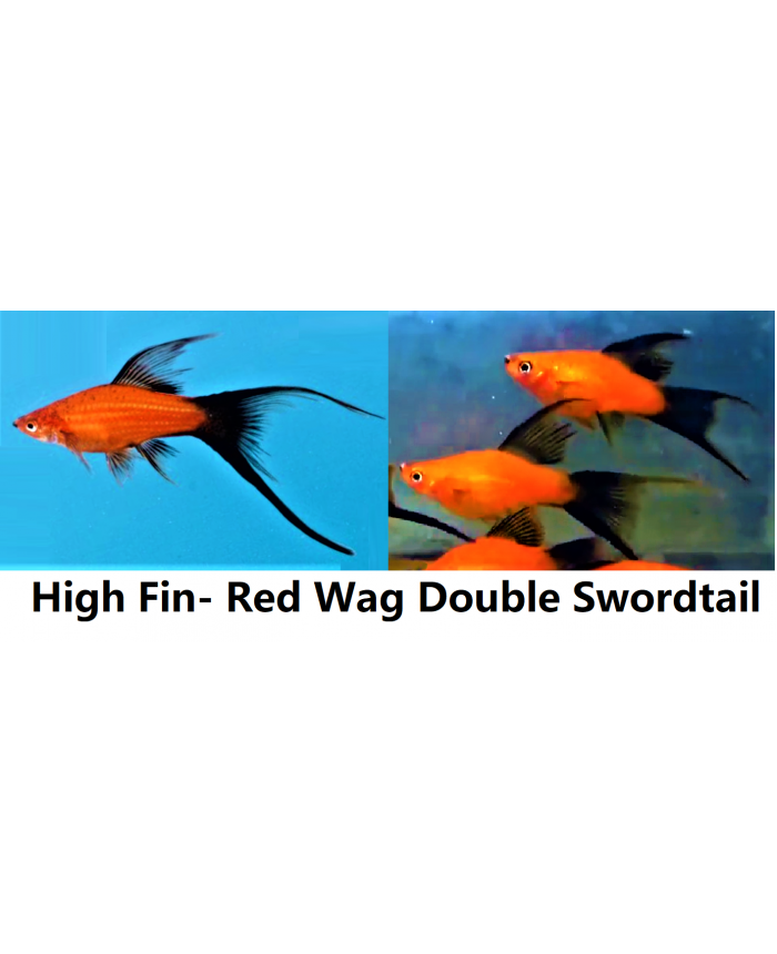 OTF Aquarium Pasir Ris - High Fin - Red Wag Double Swordtail