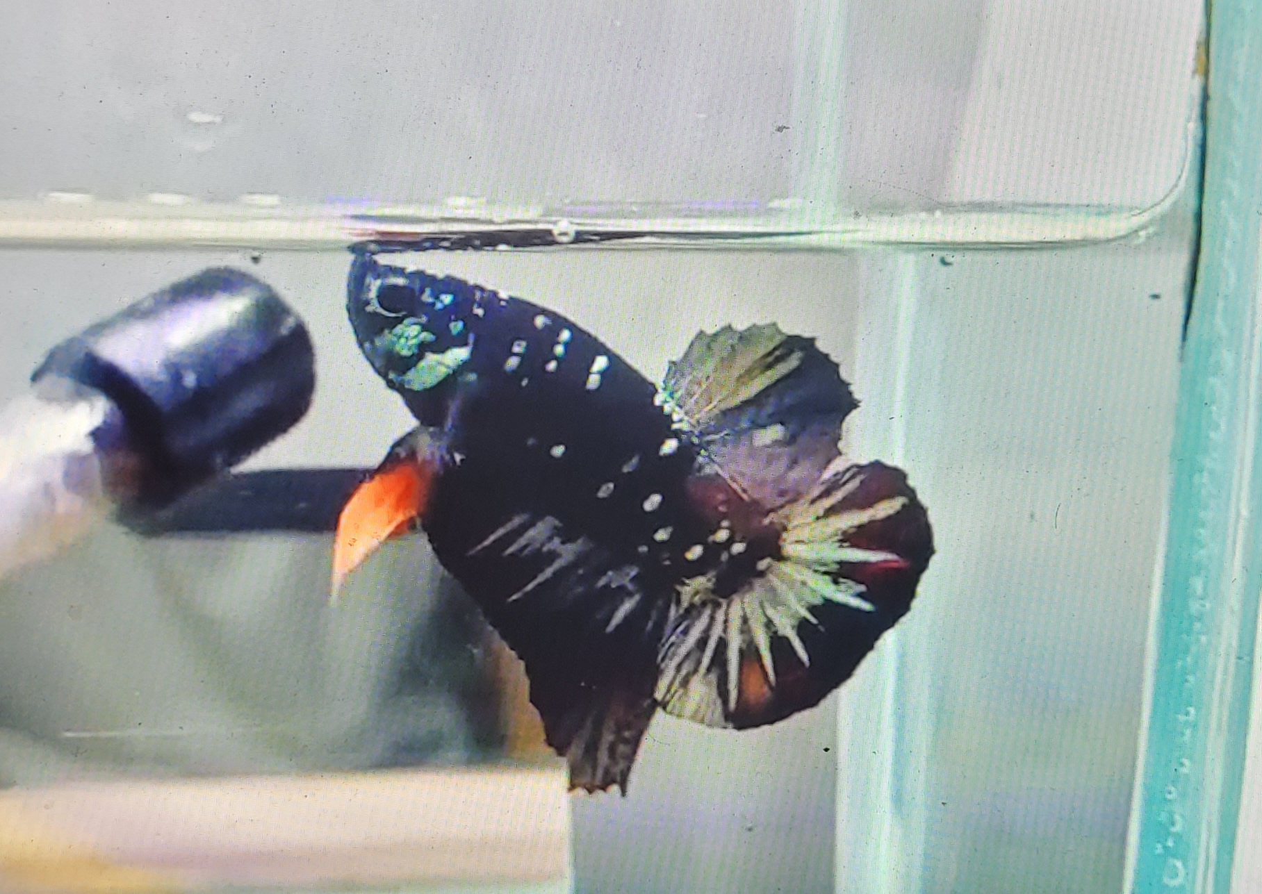 Buy C61 Nemo Multi, Fish & Livestock Online in Singapore