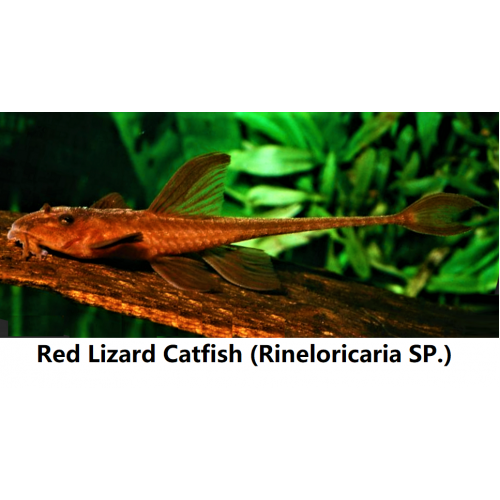 OTF Aquarium Pasir Ris - Red Lizard Catfish /Rineloricaria SP