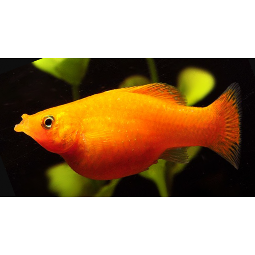 Pregnant Red Molly Fish