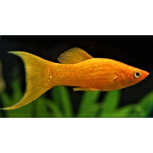 OTF Aquarium Pasir Ris - Premium Gold Lyre Tail Molly