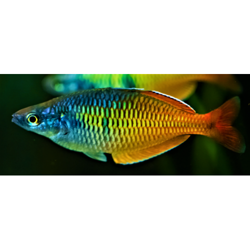 Buy Boesemani Rainbow Fish, Fish & Livestock Online in Singapore