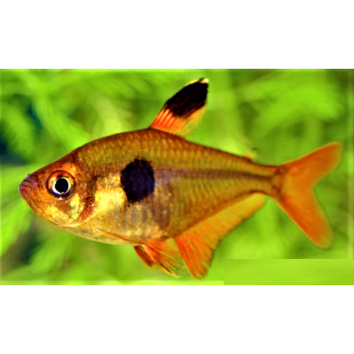 OTF Aquarium Pasir Ris - High Fin Red Phantom Tetra