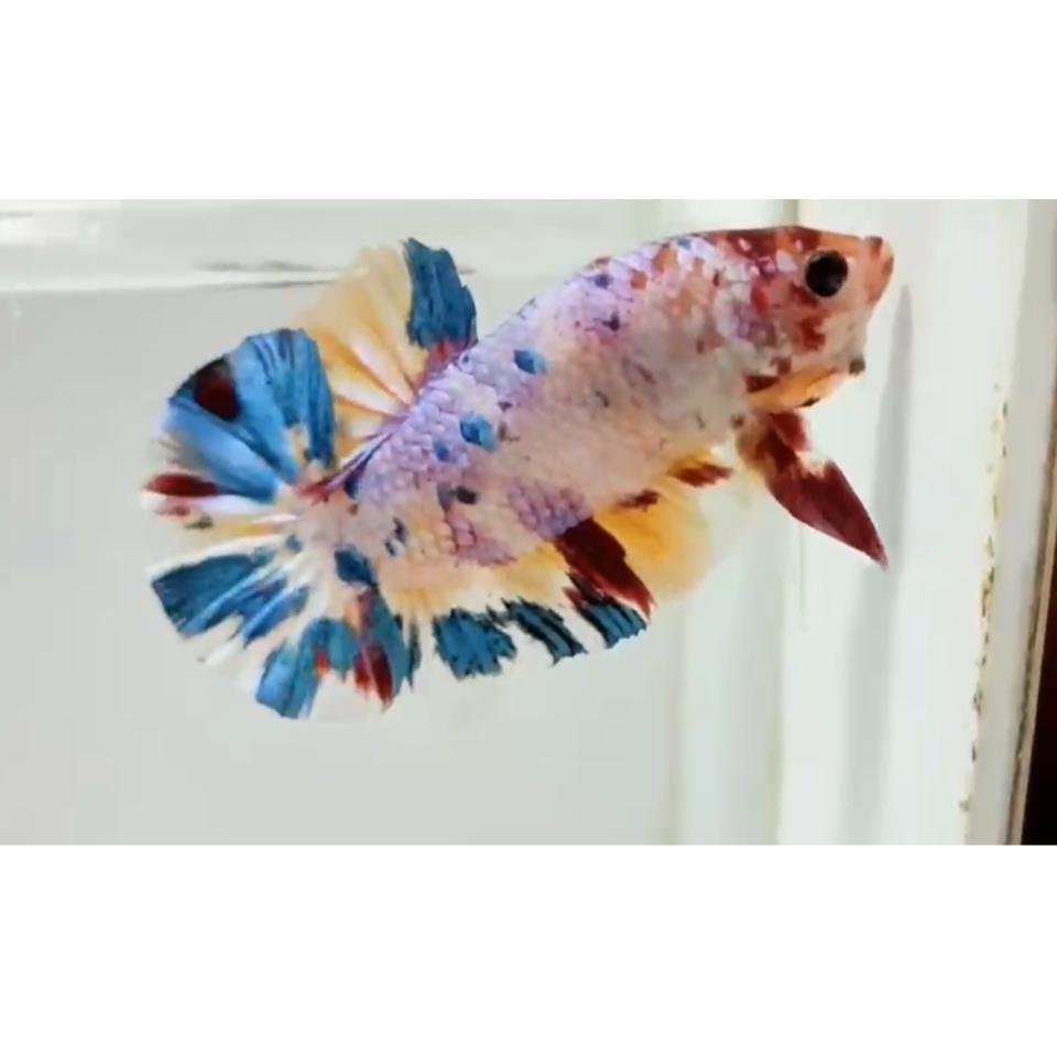Eland Betta Quality - Giant Multicolor Candy Body Betta