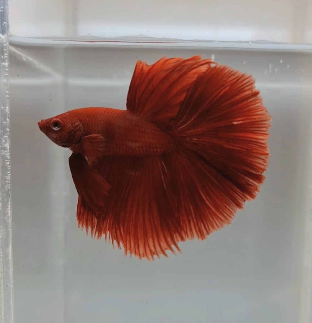 Red Halfmoon Betta Fish