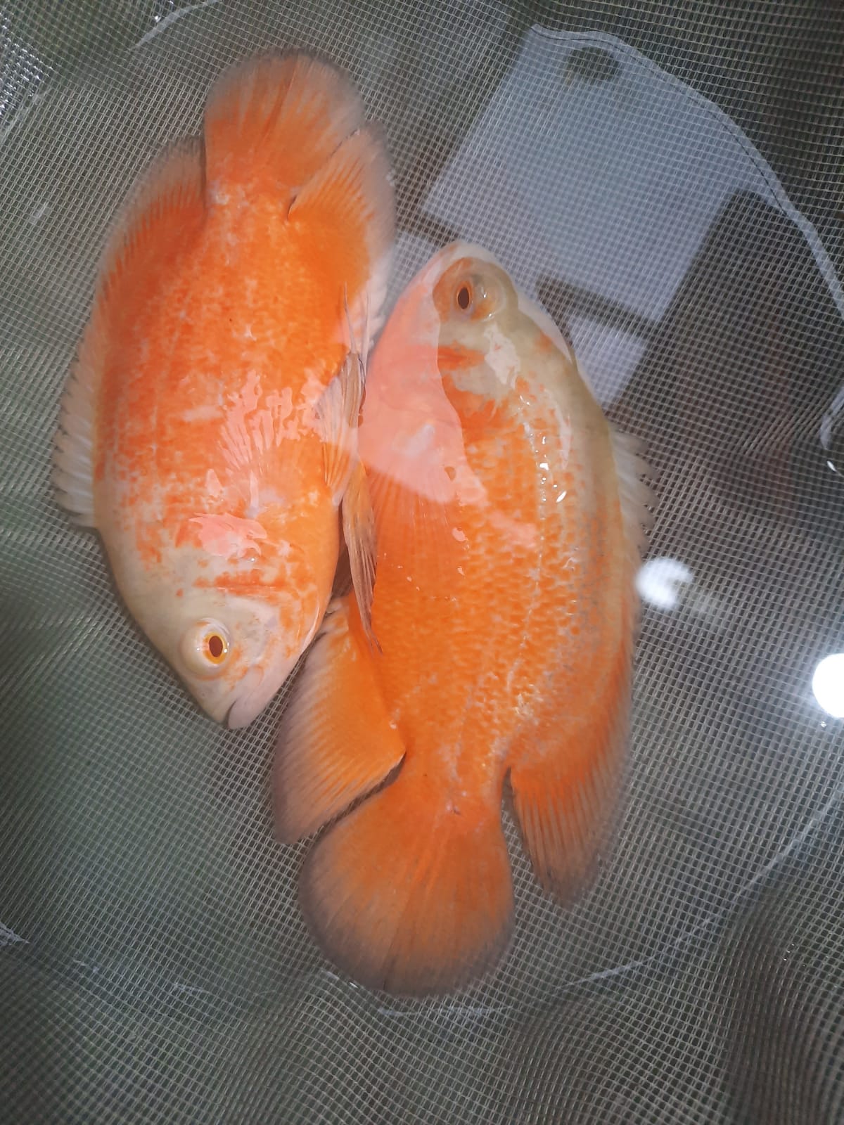 Abata Aquatics Punggol - Red Chilli Oscar