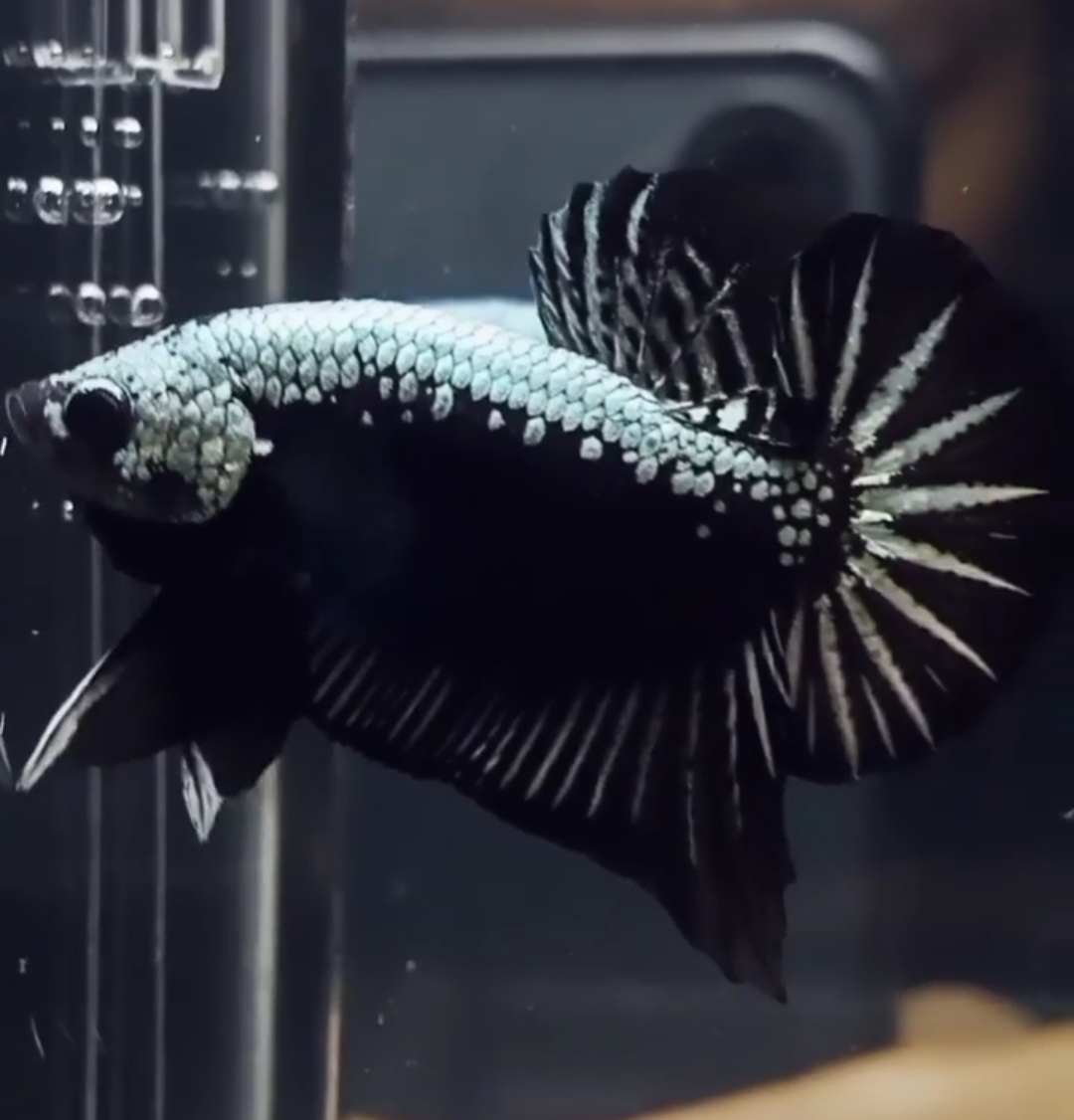 bangbayang bettafish - Samurai Copper Line Bettas