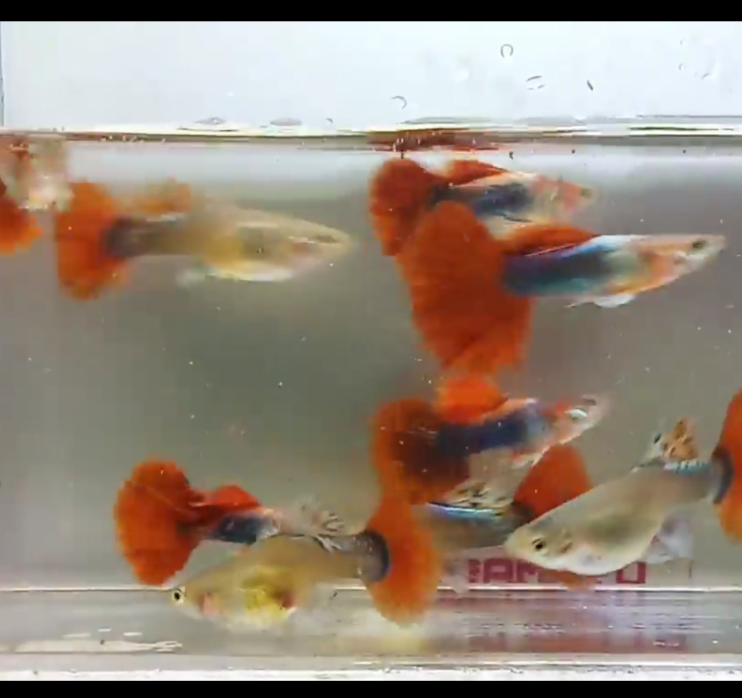 Galaxi Betta - HB red rose tail