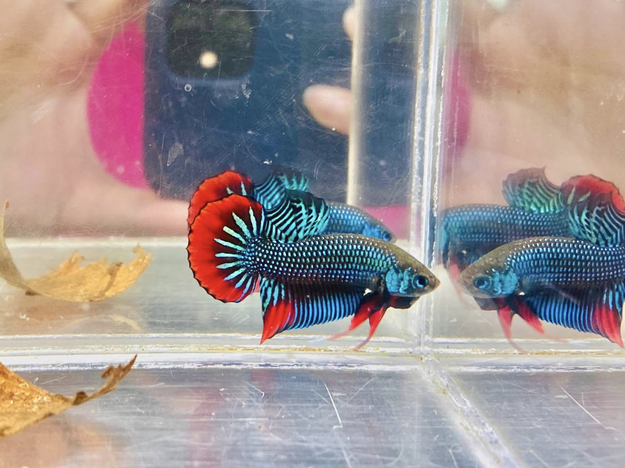 Troid Iasc Betta Betta Fish Trending Topics For January 2017