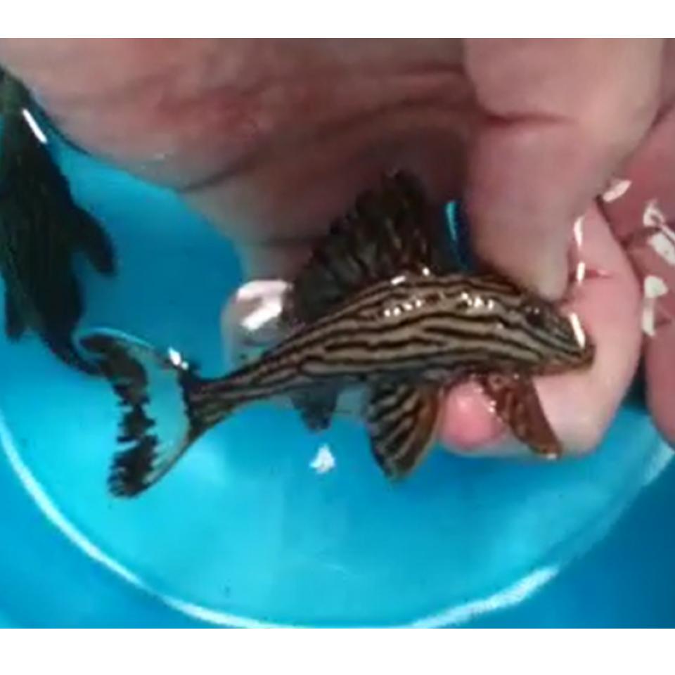 FishList by DesmondLim Teck Whye - L27 Pleco