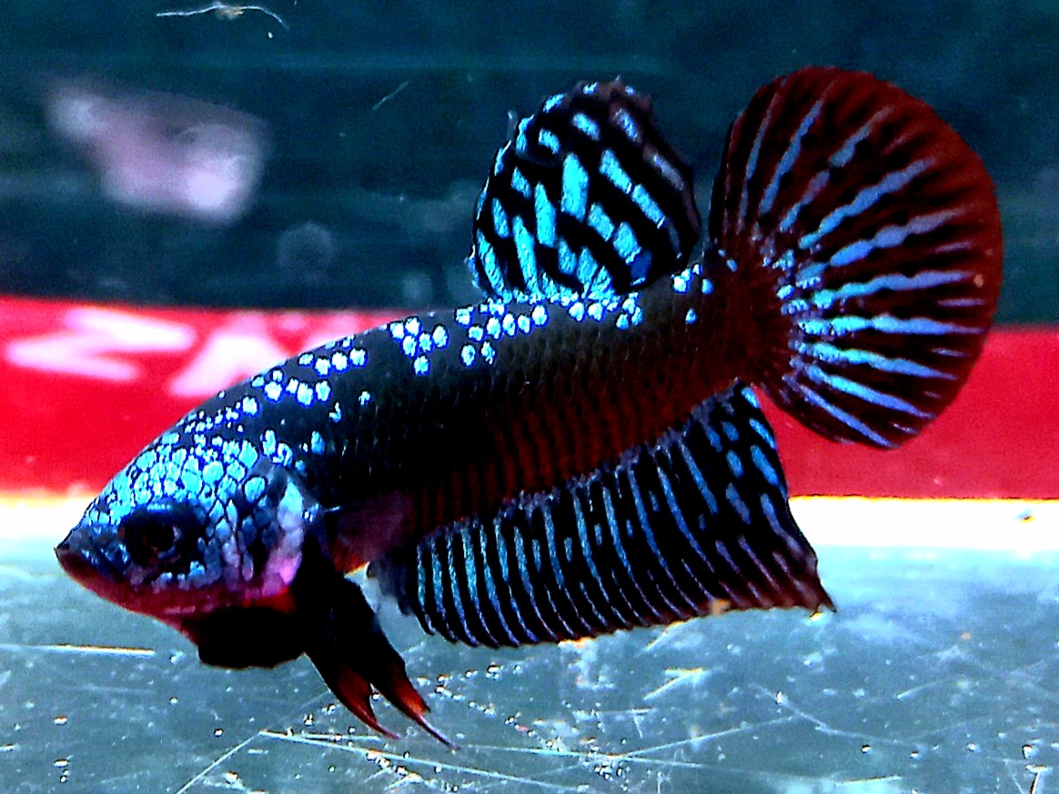 Betta Arkaan - Samurai Masked Alien Hybrid Green