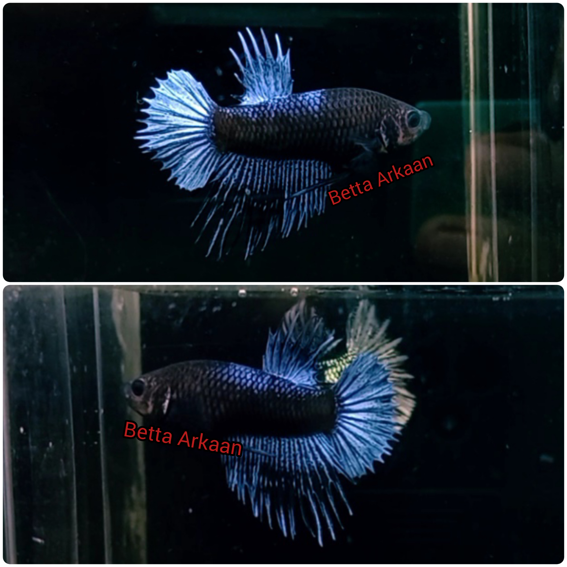 Betta Arkaan - PKCT Plakat Crowntail Blackstar Galaxy BBL