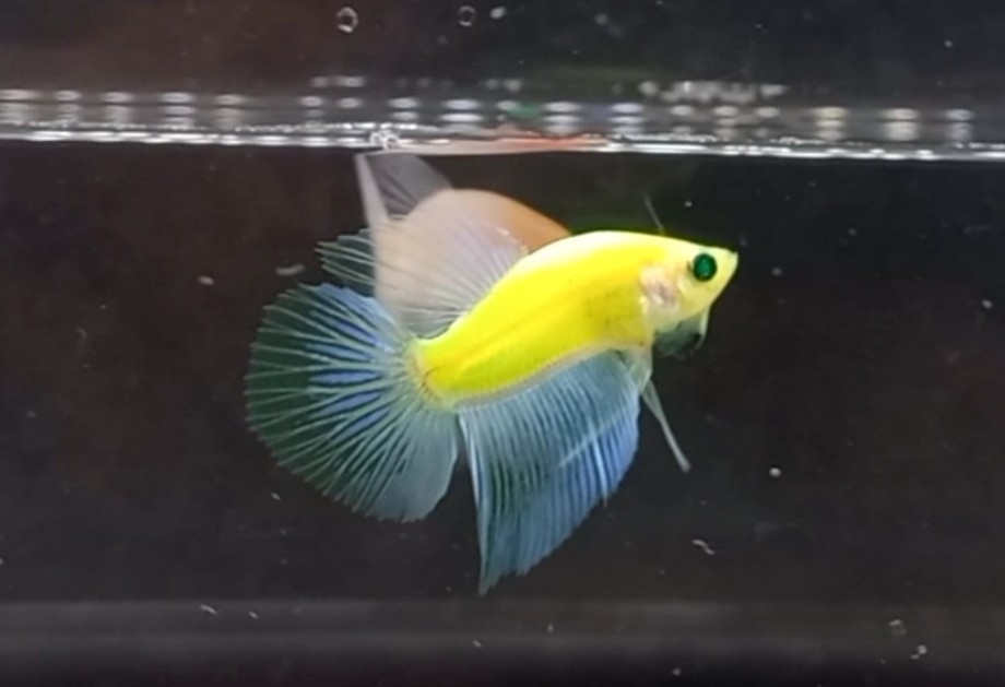Buy Glofish Betta, Fish & Livestock Online in Singapore