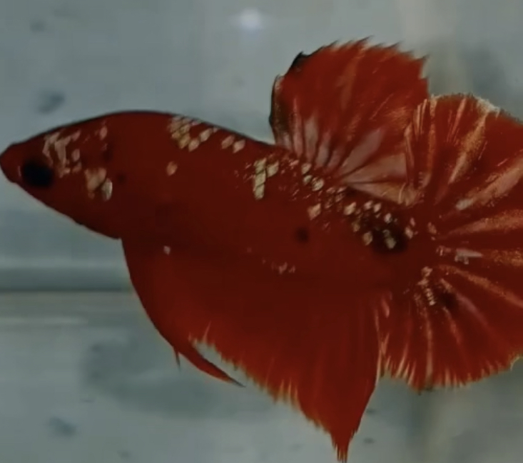 NYONKPUNYA.AOC - Plakat Red Gold Galaxy ( RGG )