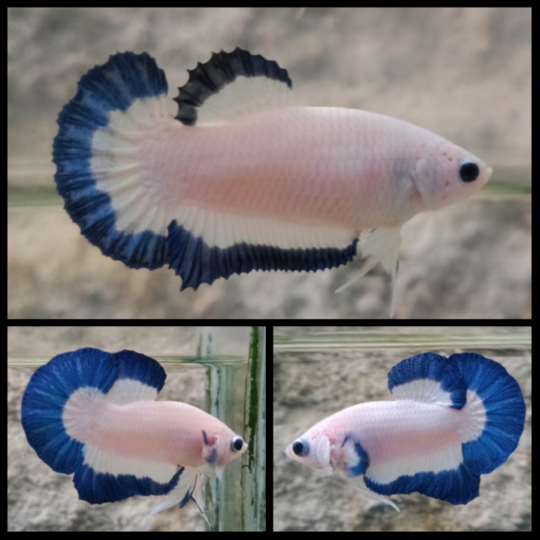 Buy Blue rim, Fish & Livestock Online in Singapore