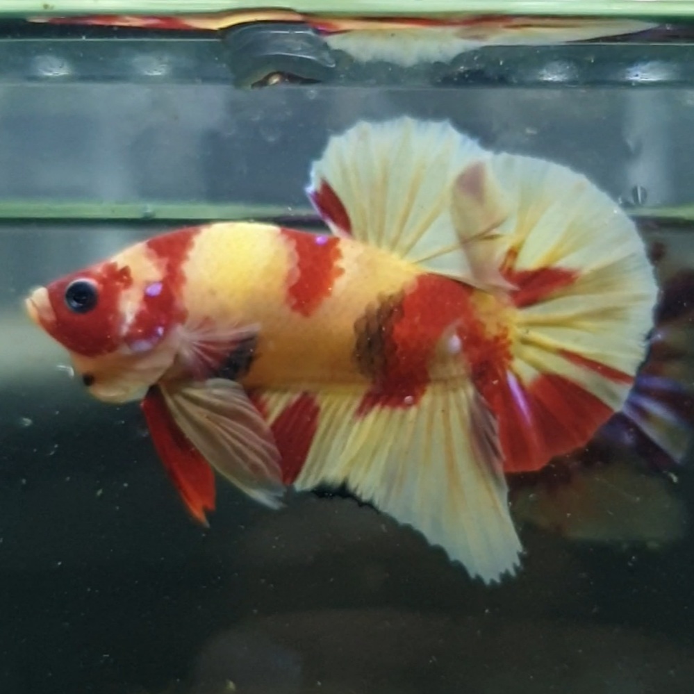 Buy Betta Nemo, Fish & Livestock Online in Singapore