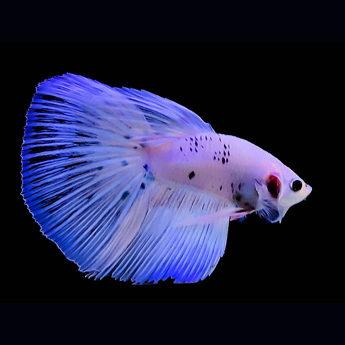 betta peace - Halfmoon Blue Fancy | HM06