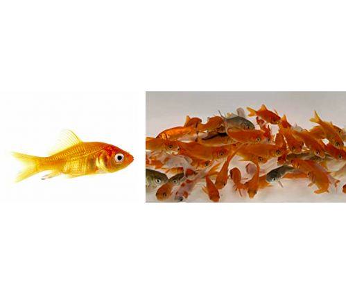 Toh Aquarium Lavender - Live feeder small goldfish