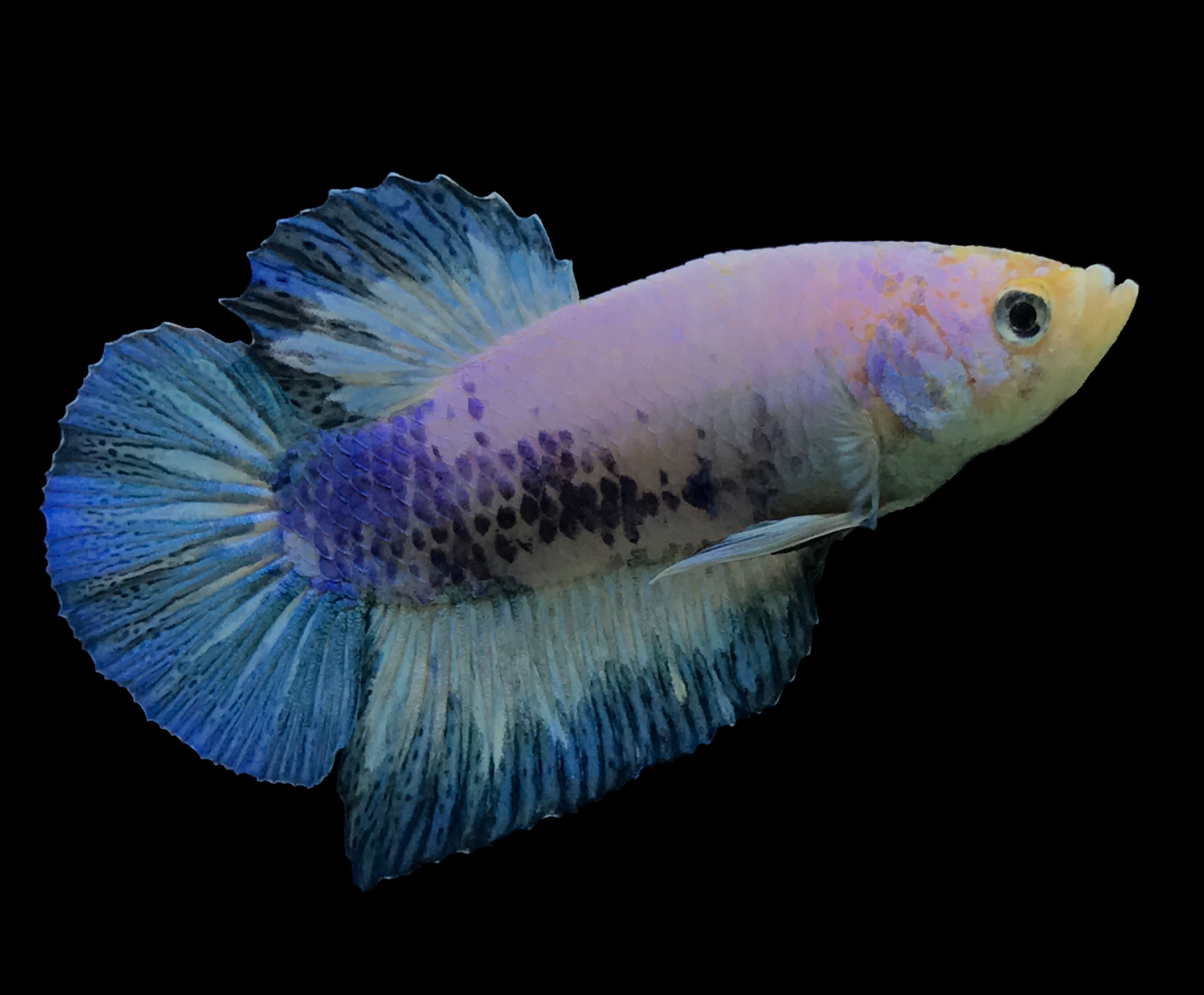 betta peace - Plakat Blue Marble