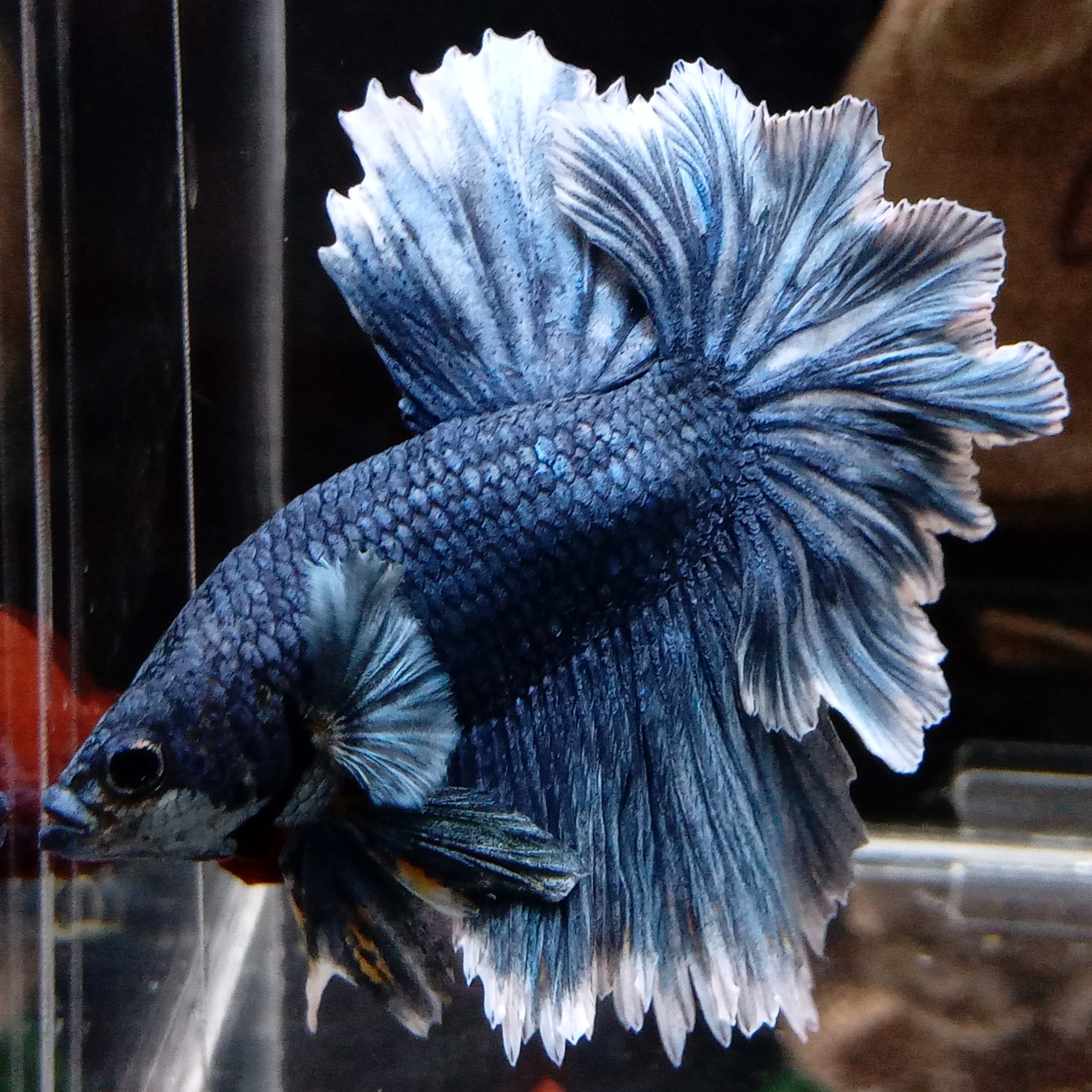 Zain Betta - Feathertail Halfmoon Steel Blue