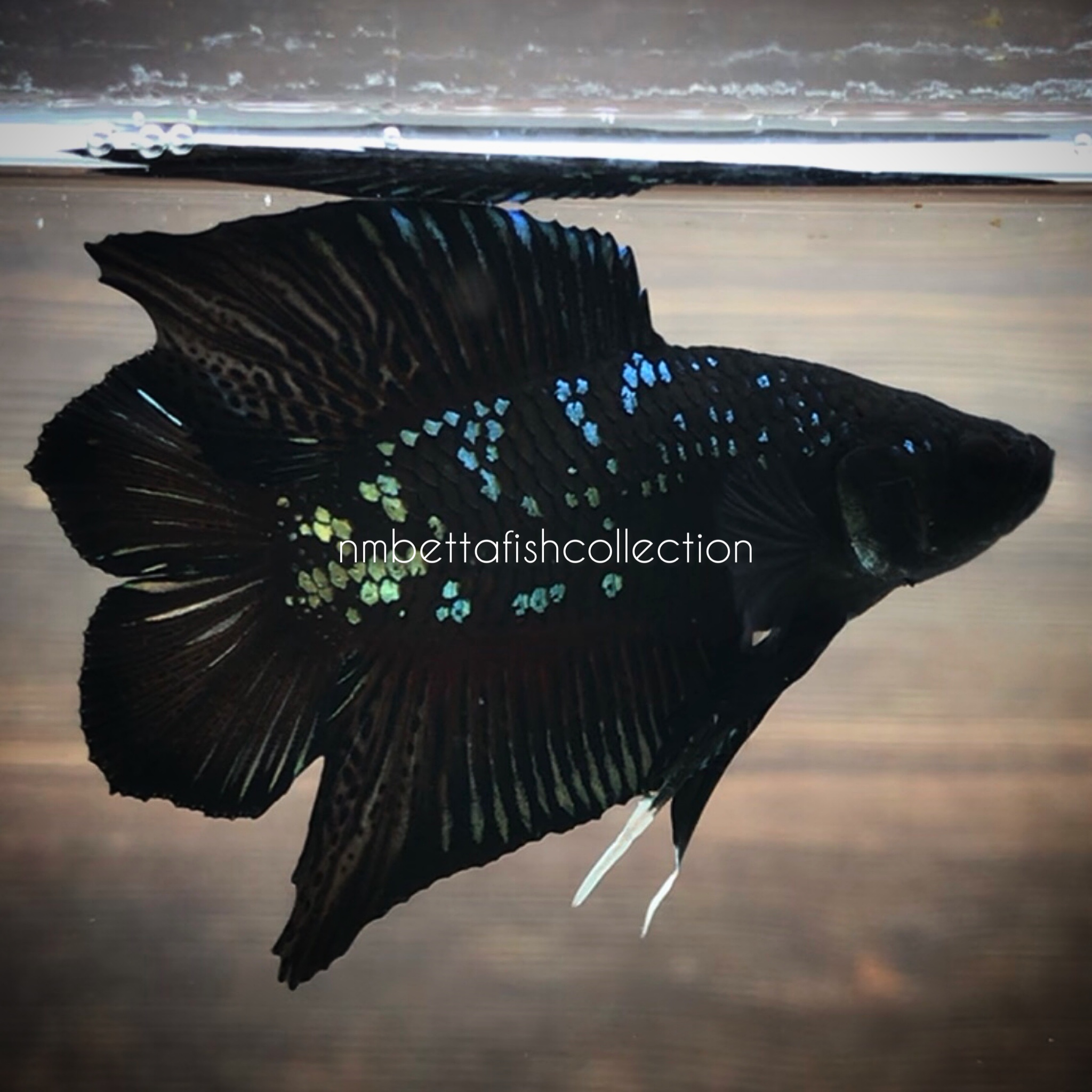 NMbettafishcollection - PLAKAT DOUBLE TAIL AVATAR COOPER