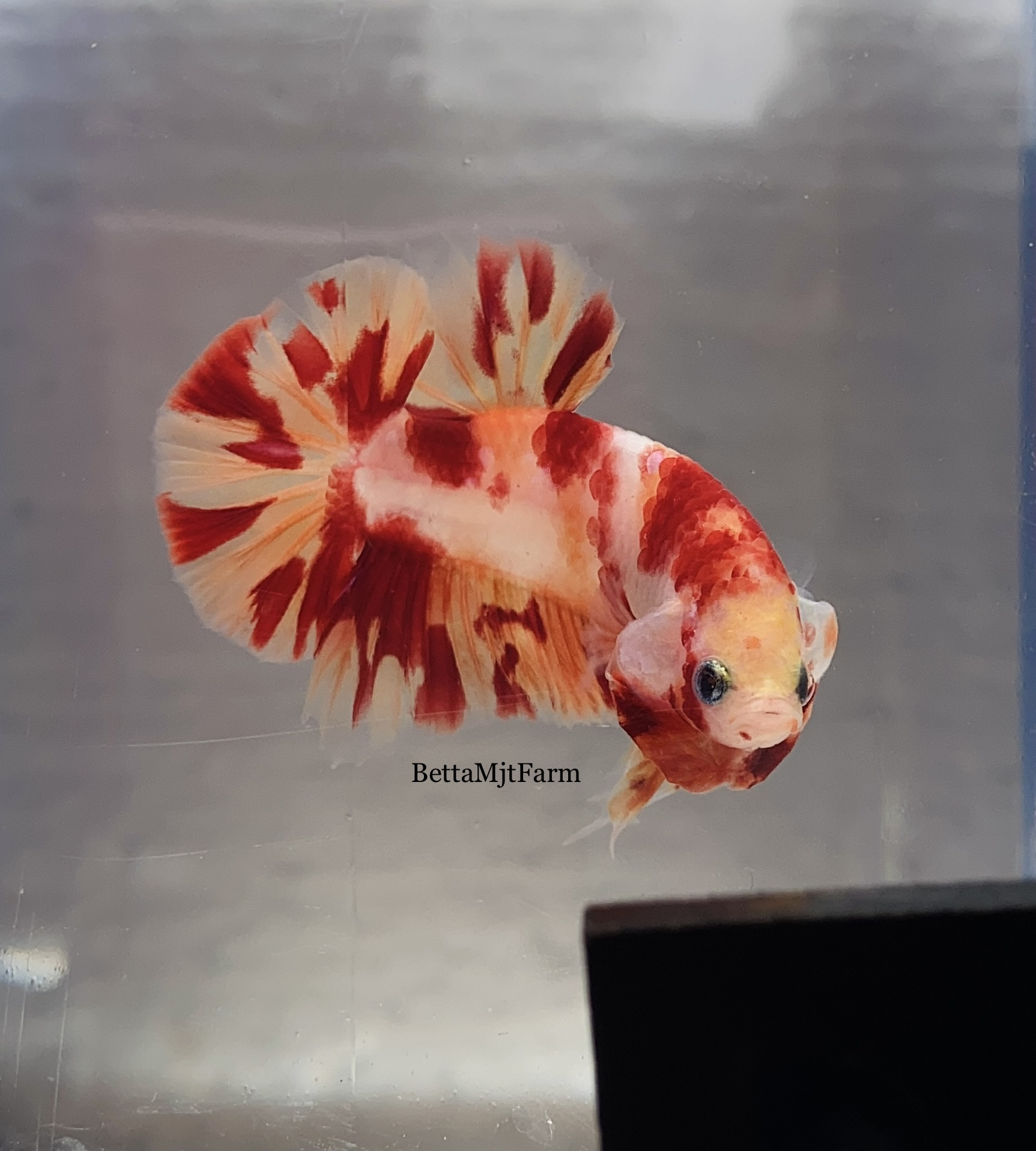 BettaMjt - Marble Leopard 02