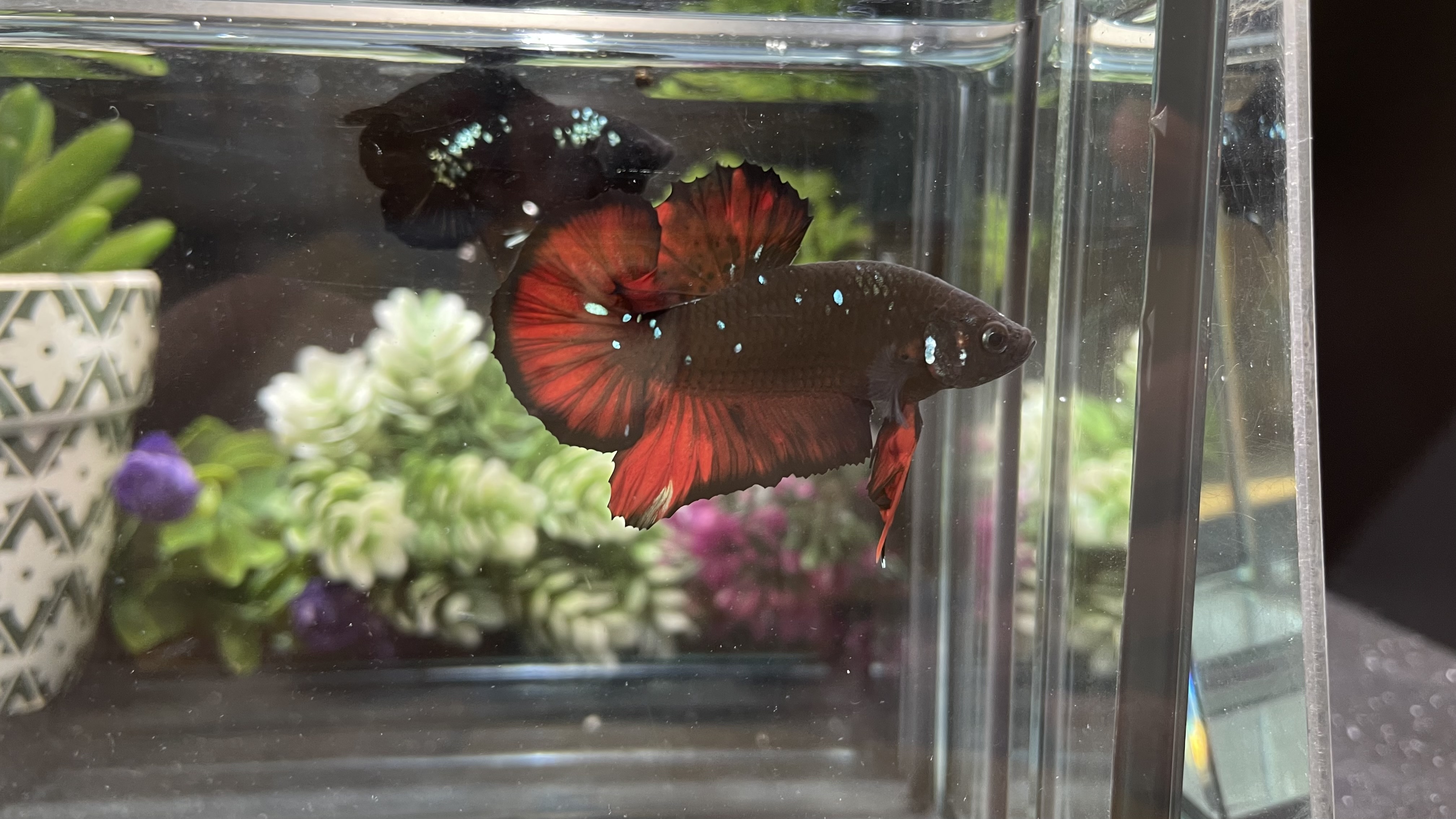 Feel Betta - HMPK AVATAR ROSE