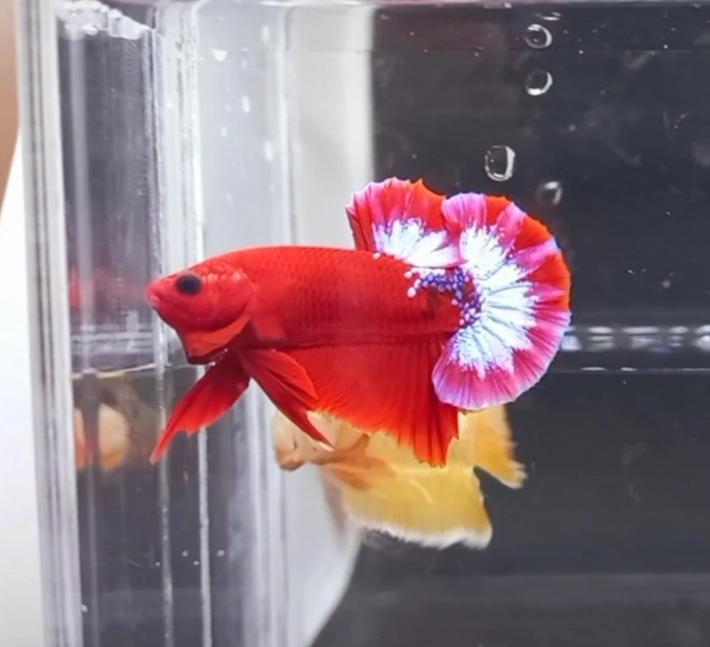 VJ Betta ID - Plakat Hellboy