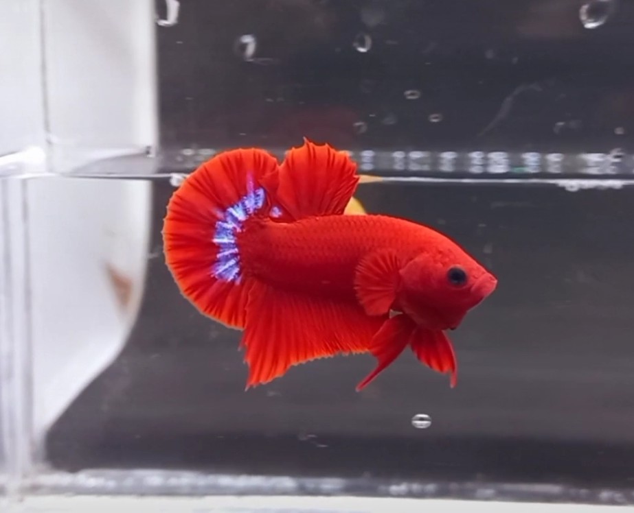 VJ Betta ID - Plakat Hellboy