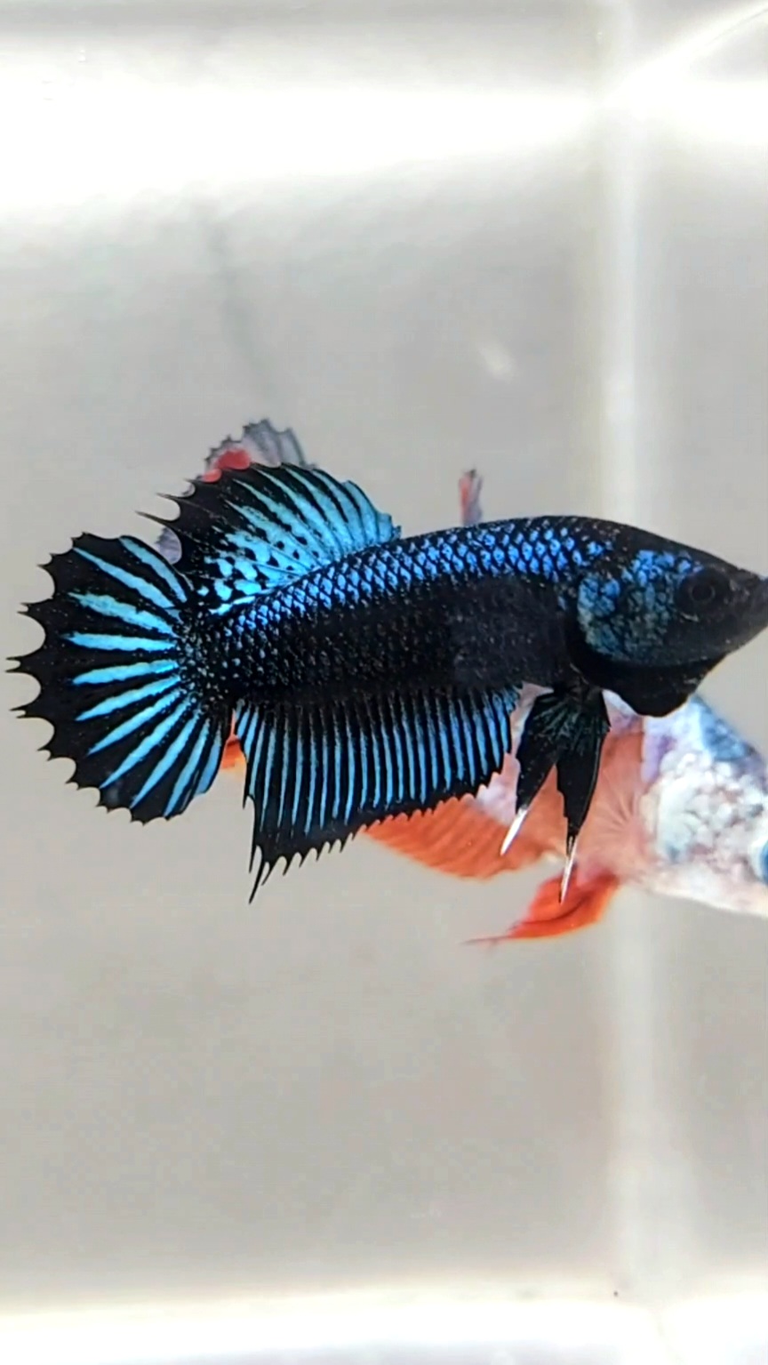 Koleksi Cupang Bandung - CROWNTAIL PLAKAT HYBRID WILD BETTA SUPER RARE