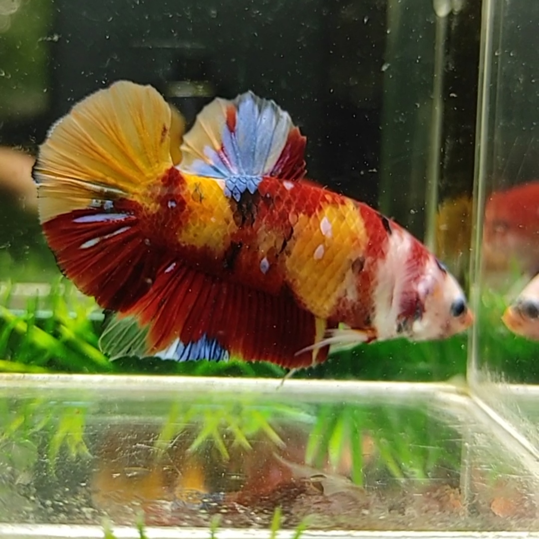 Cupang.opang - Giant Plakad line Nemo fire BO 5 CM