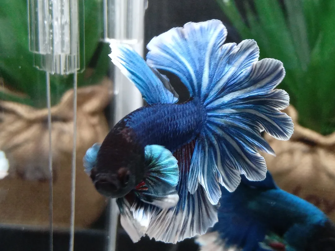 Zain Betta - Feathertail Dumbo Ear Blue Black Head