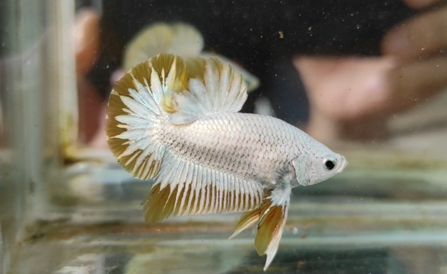 Yellow Snow Dragon Betta