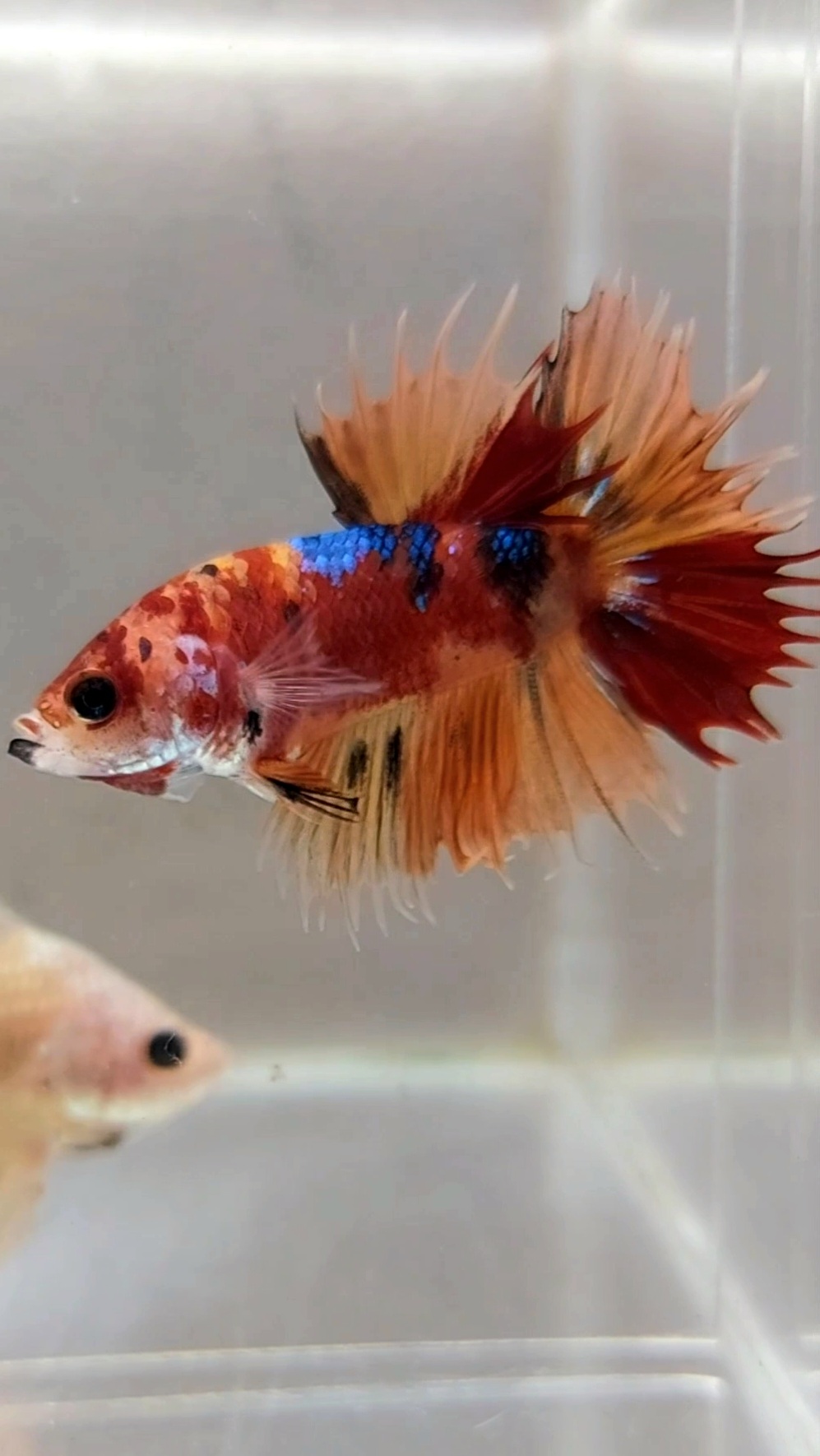Koleksi Cupang Bandung - CROWNTAIL PLAKAT NEMO KOI GALAXY MULTICOLOR ...