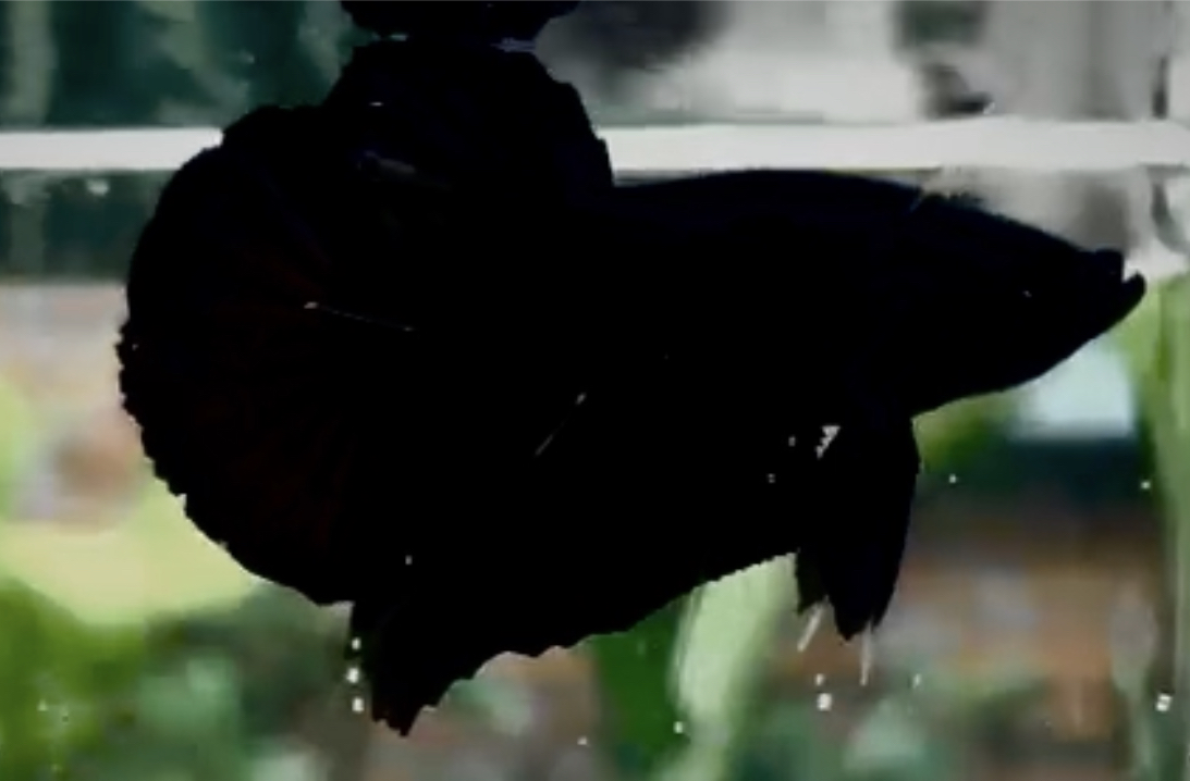 Sadirabetta2020 - Super black betta