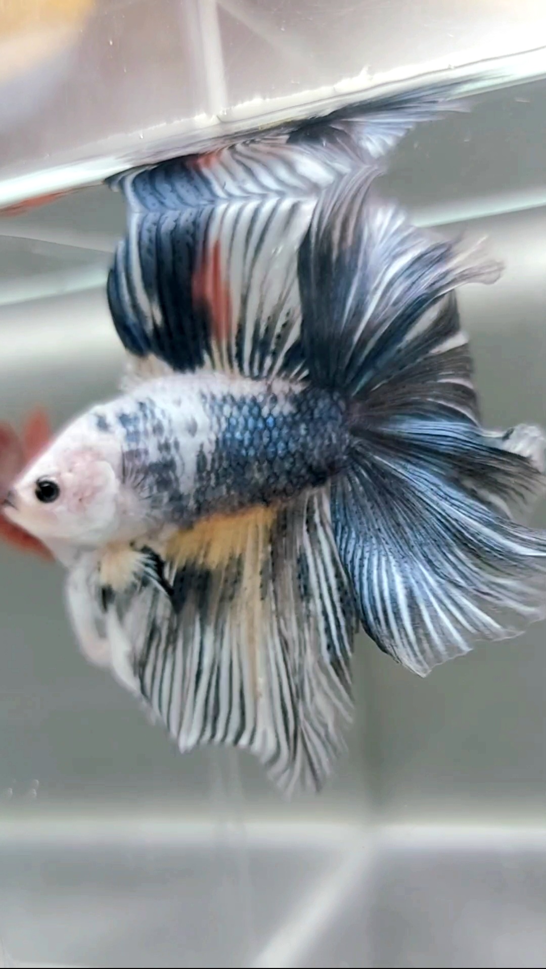 Koleksi Cupang Bandung - HALFMOON OVER DOUBLE TAIL BLUE GRAY MARBLE ...