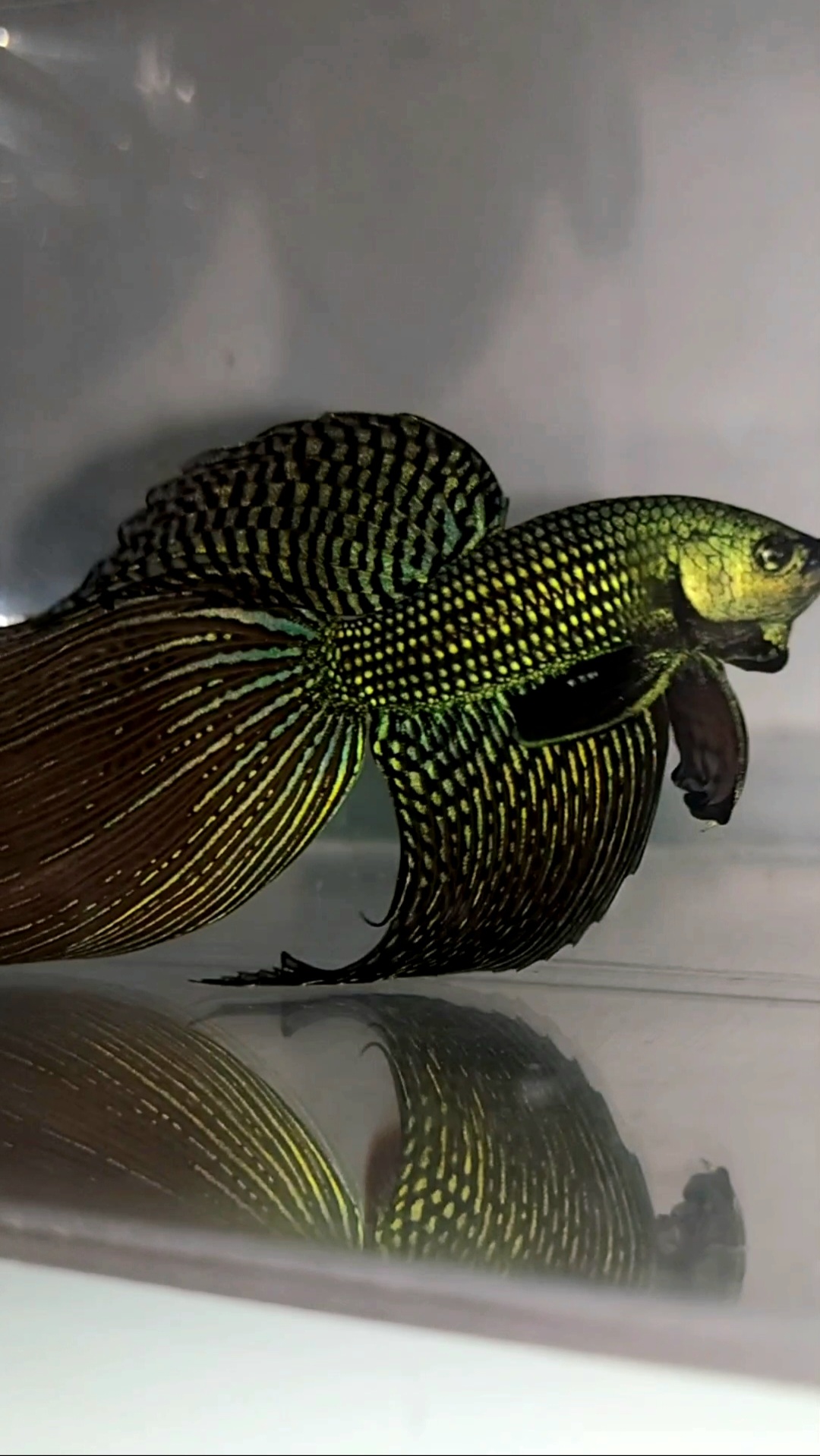 Koleksi Cupang Bandung - SUPER LONG FIN XL ALIEN HYBRID WILD BETTA RARE ...