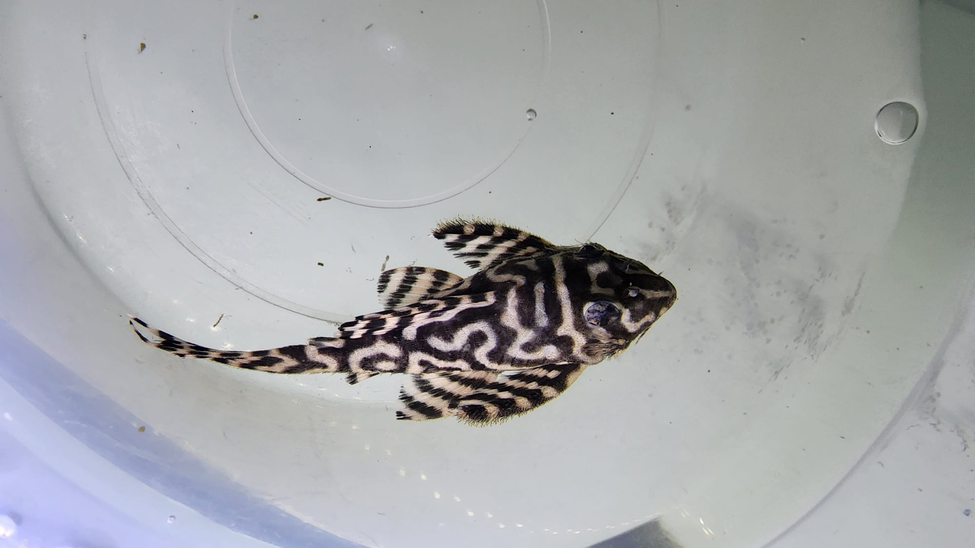Buy L333 Pleco 10cm, Fish & Livestock Online in Singapore