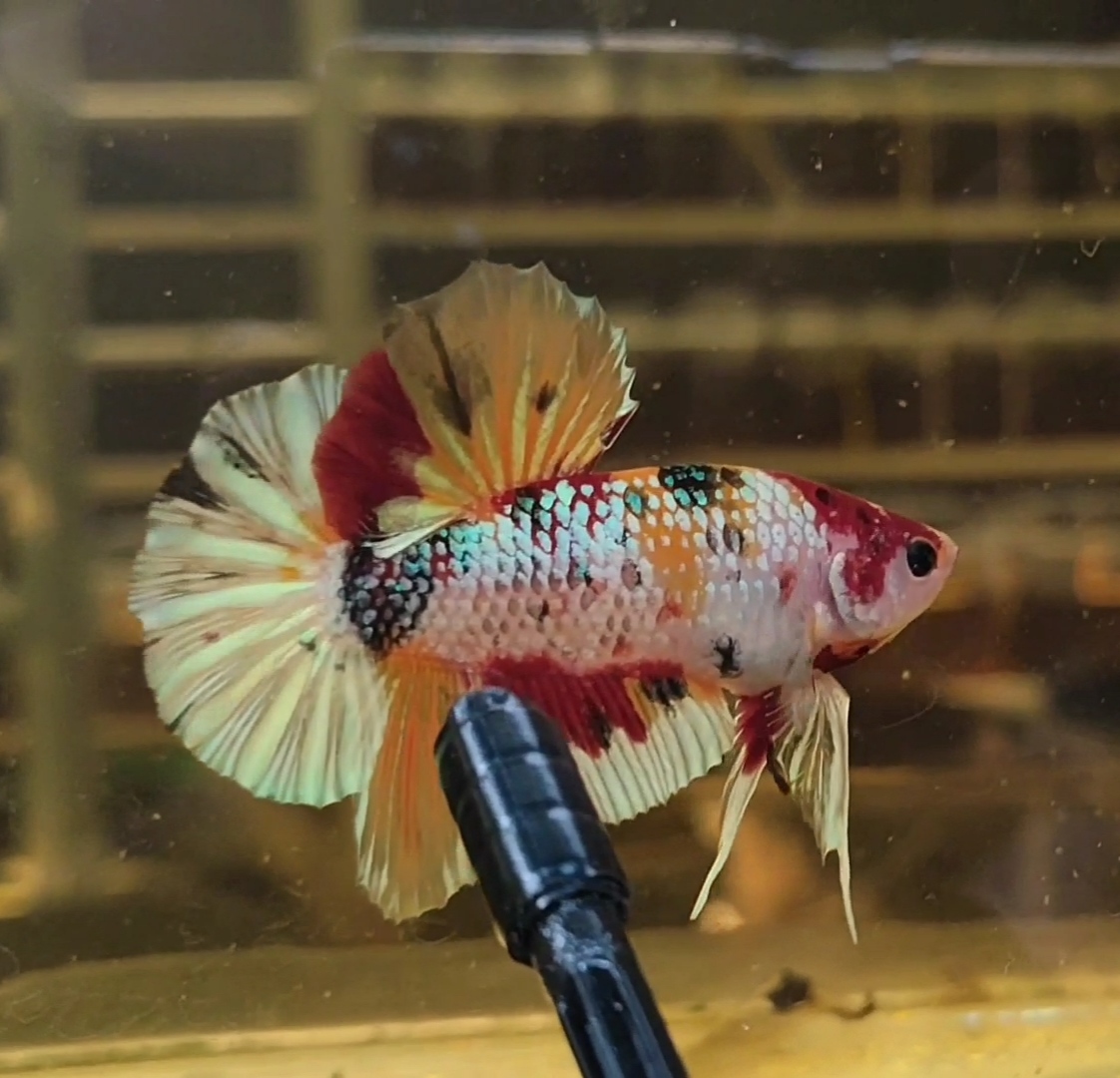 Giant Hypnotize - Betta Giant Koi