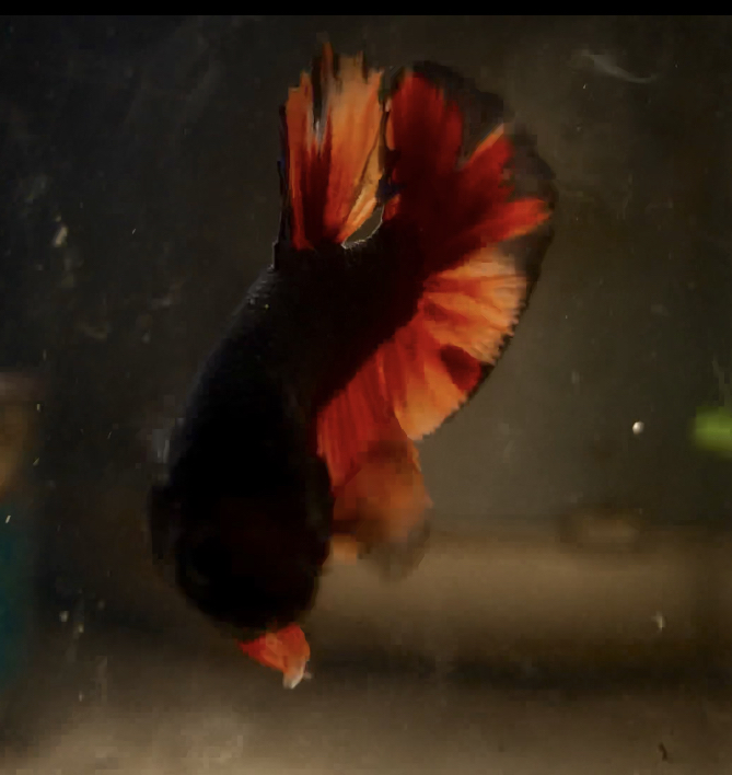 Sadirabetta2020 - Avatar nemo try compt 🔥