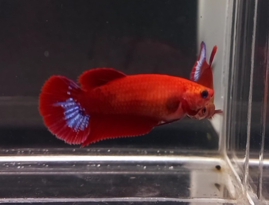 VJ Betta ID - Hellboy